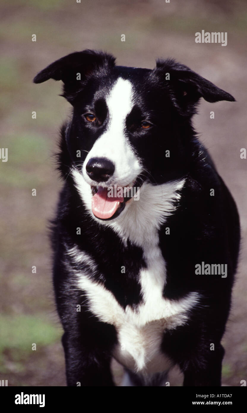 Smooth border collie hi-res stock photography and images - Alamy