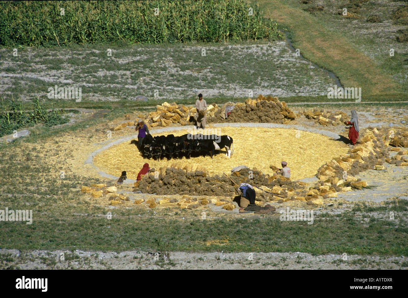 Threshing Of Corn Stock Photos & Threshing Of Corn Stock Images - Alamy