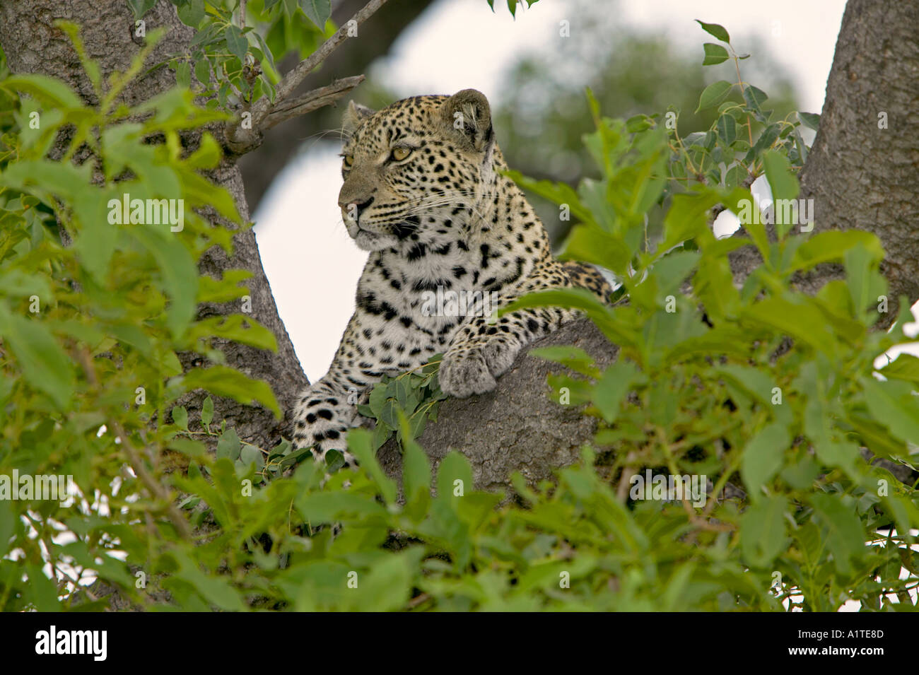 Idube private game reserve hi-res stock photography and images - Alamy
