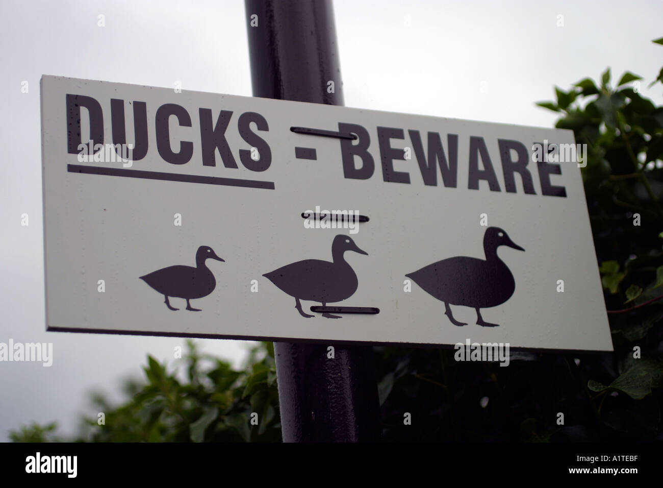 Beware of Ducks Stock Photo - Alamy