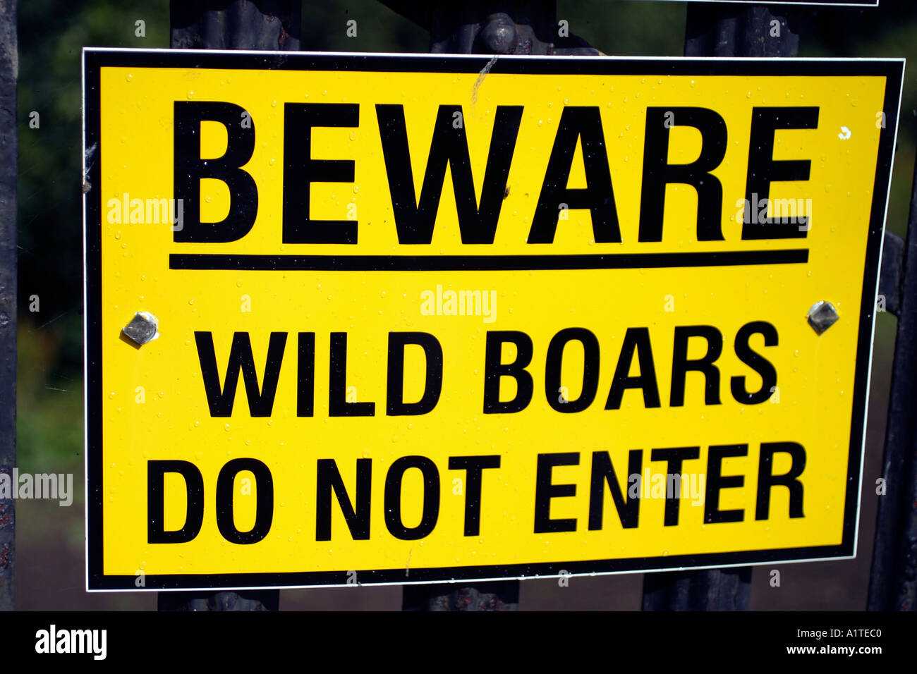 Warning danger wild boar sign hi-res stock photography and images - Alamy