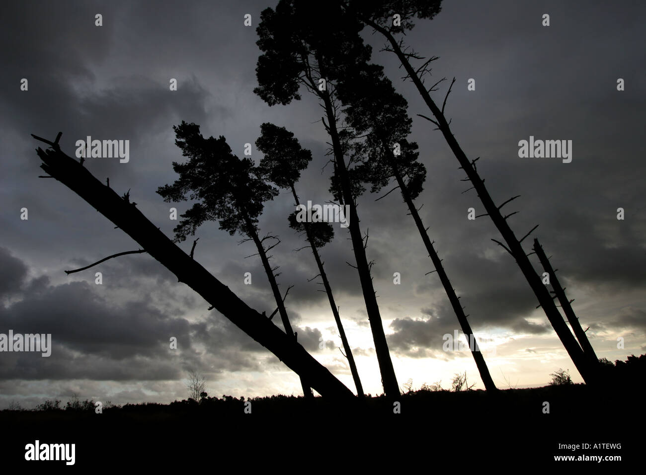 Falling Trees in Ashdown Forest, Sussex Stock Photo - Alamy