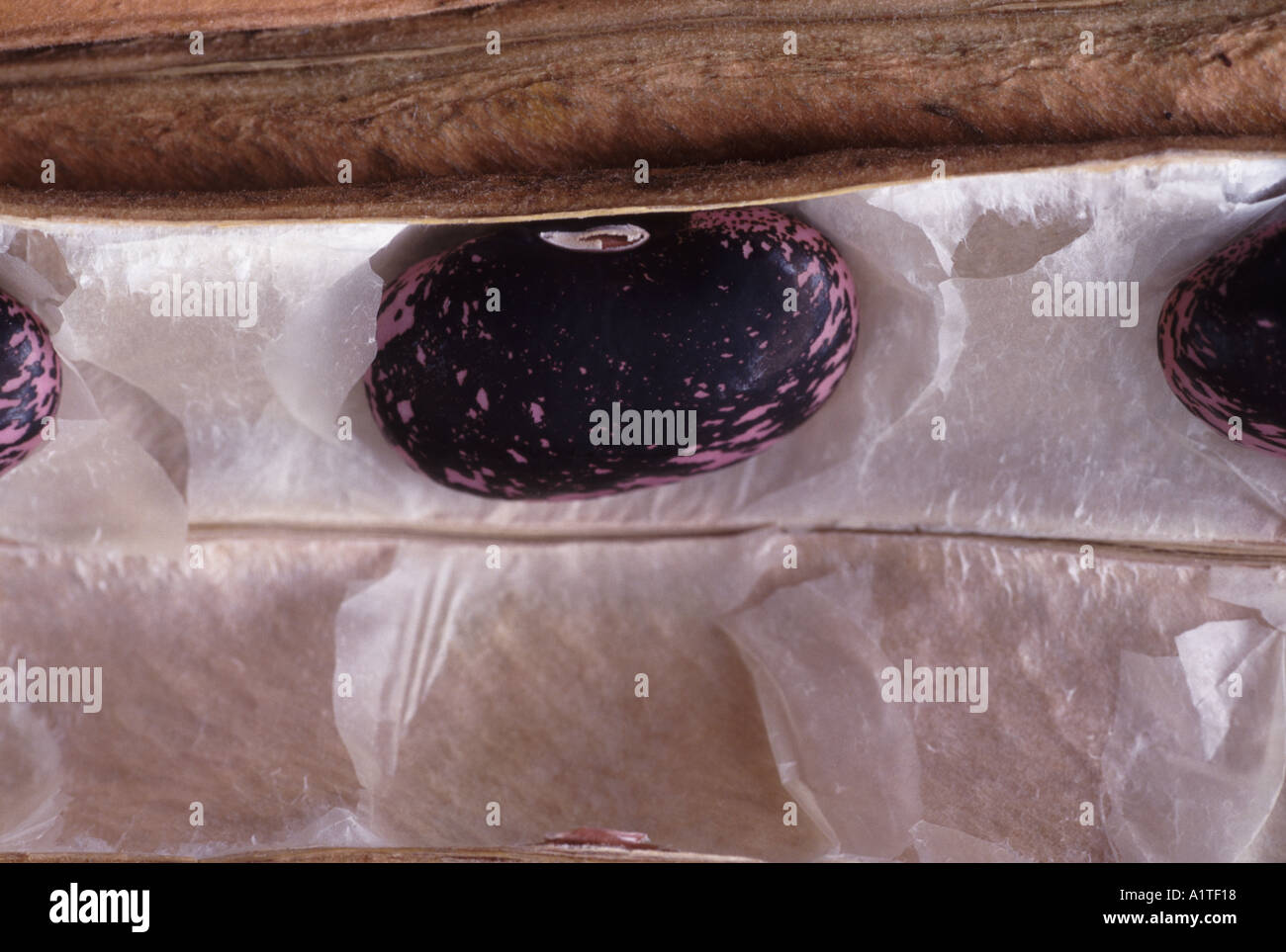 Save runner bean seeds hi-res stock photography and images - Alamy