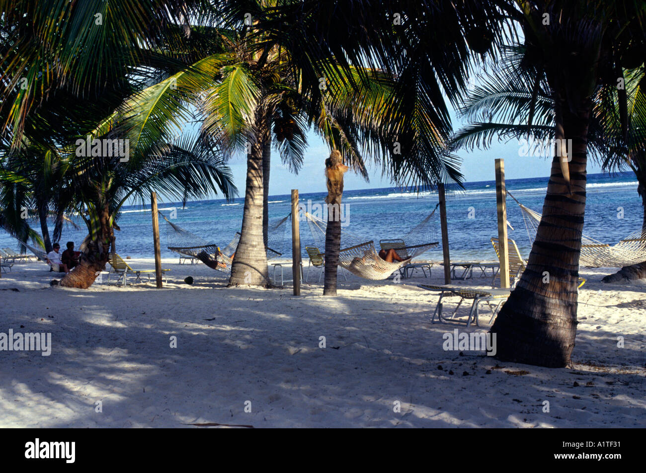 Palm trees and beach Cayman Brac Cayman Islands Stock Photo - Alamy