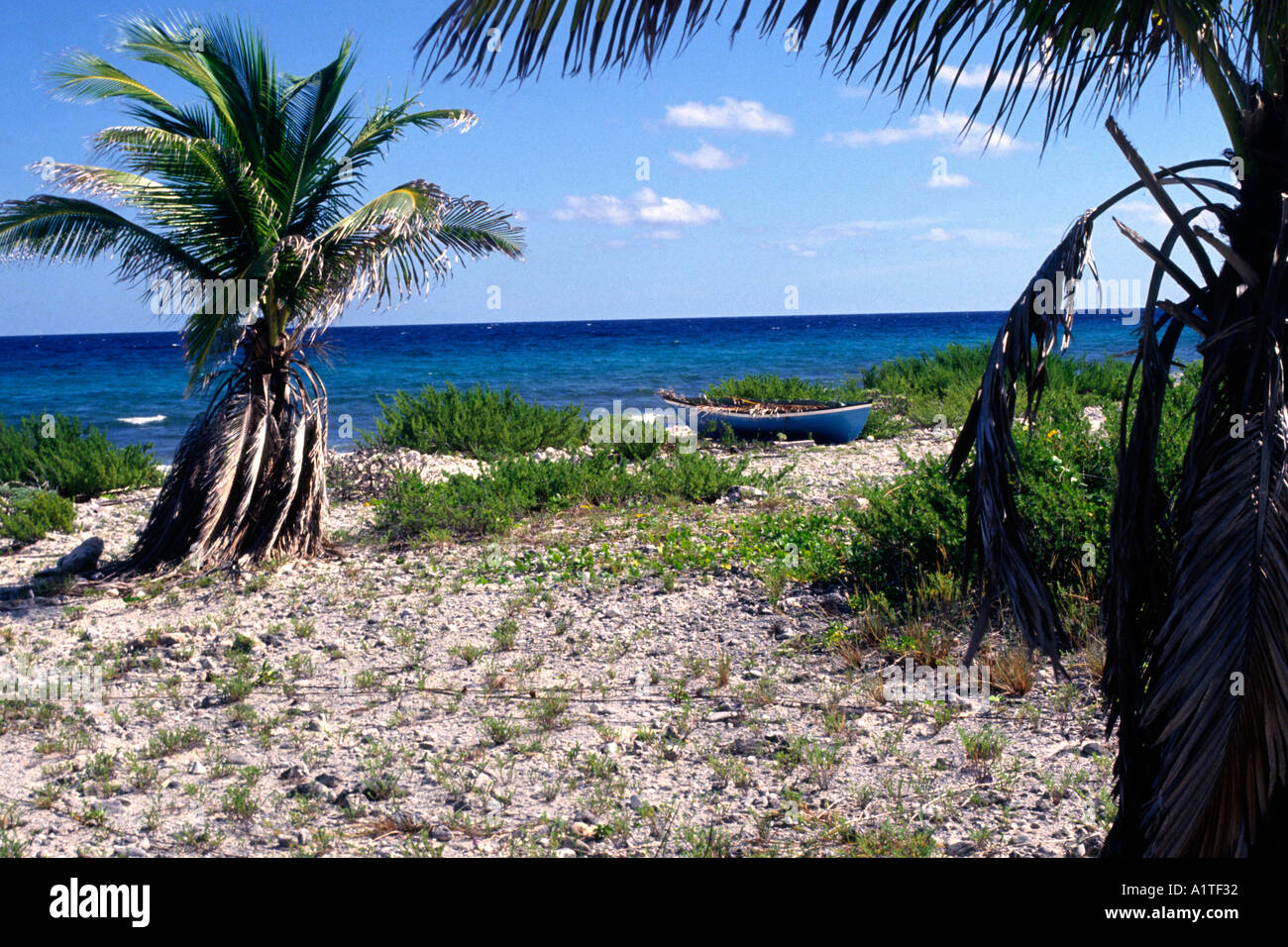 Palm trees and beach Cayman Brac Cayman Islands Stock Photo - Alamy