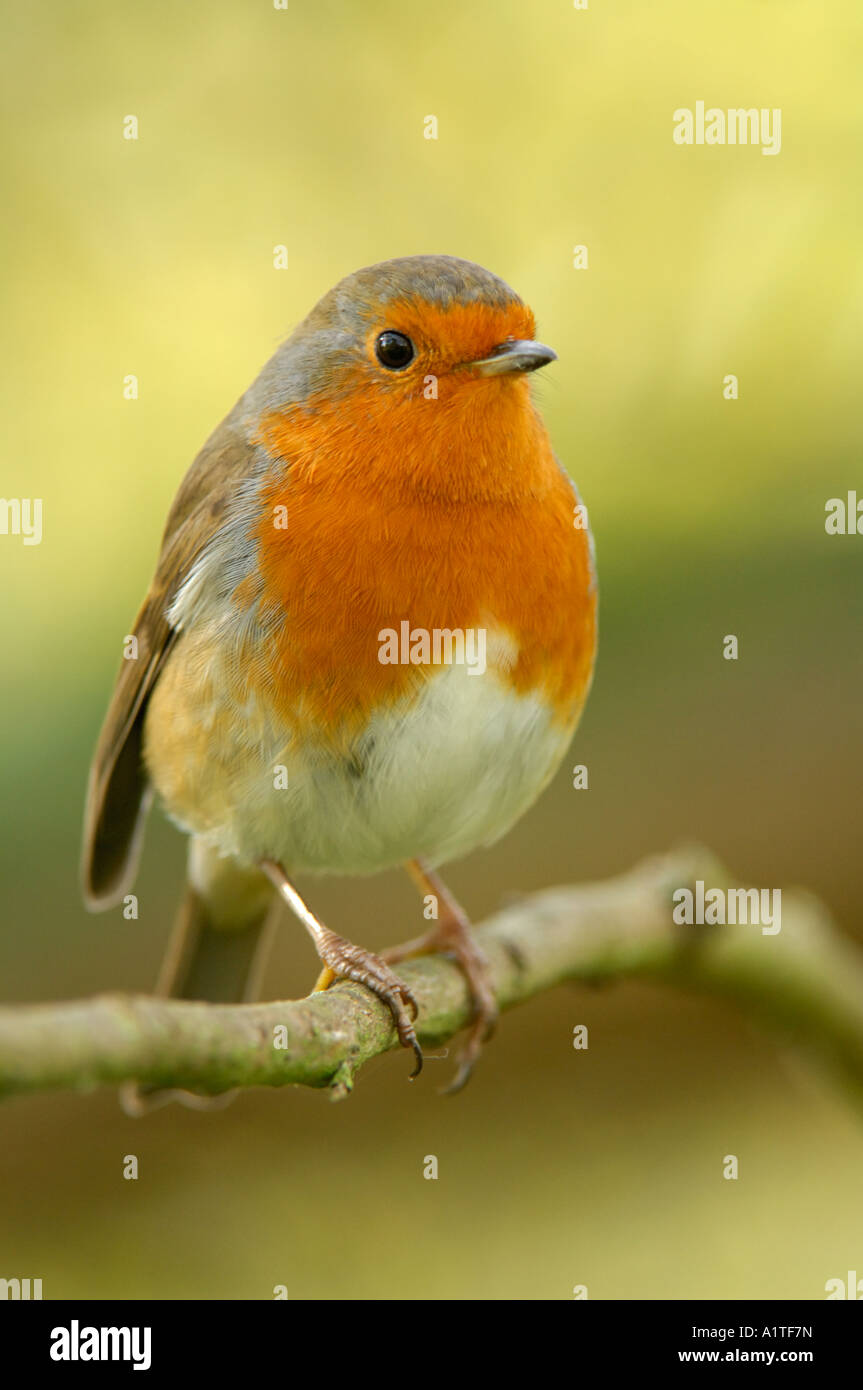 Robin Redbreast sitting on perch Stock Photo - Alamy