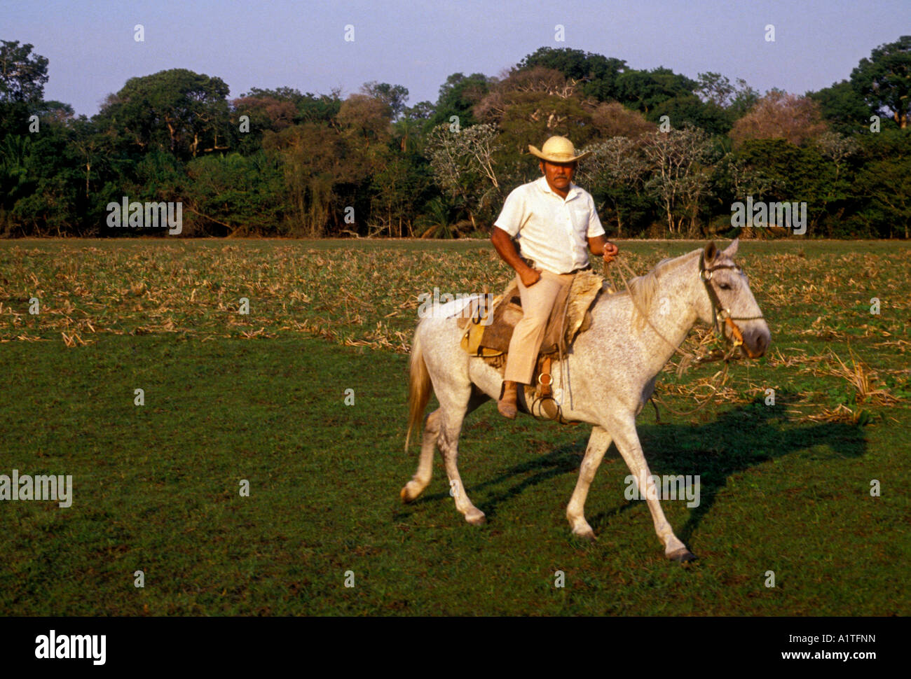 1, one, Brazilian man, pantaneiro, cowboy on horse, Caiman Ecological ...