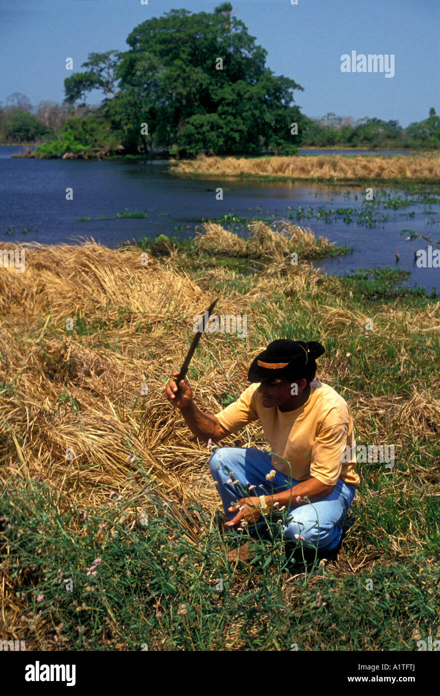 1, one, Brazilian man, Pantaneiro, cowboy, clearing field, Caiman ...