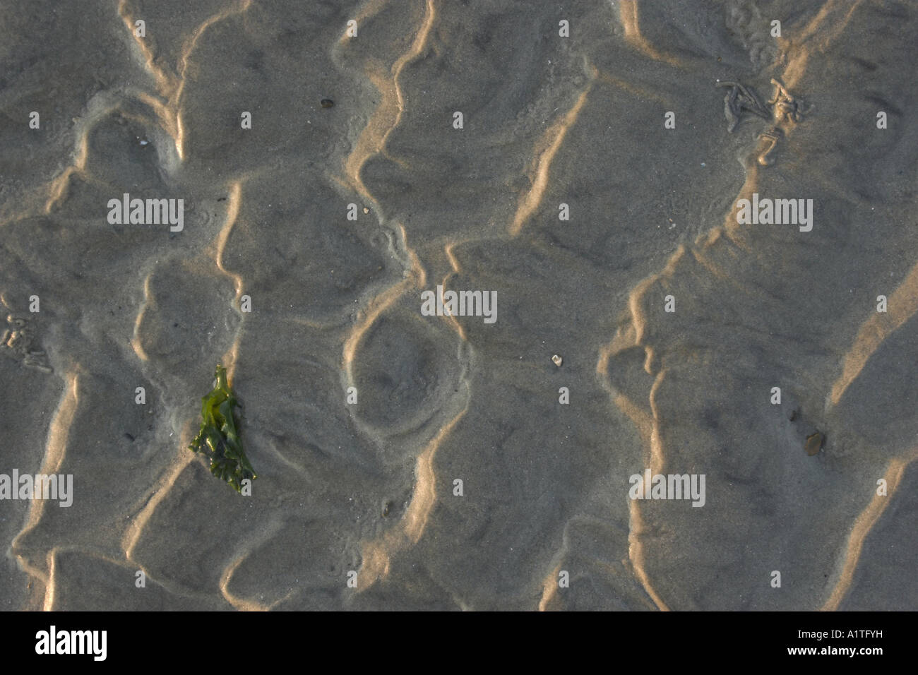 Seaweed and shapes on rippled sand Stock Photo - Alamy