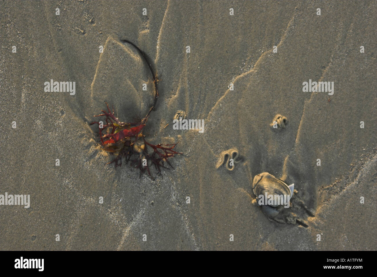 Seaweed and shapes on sand Stock Photo - Alamy