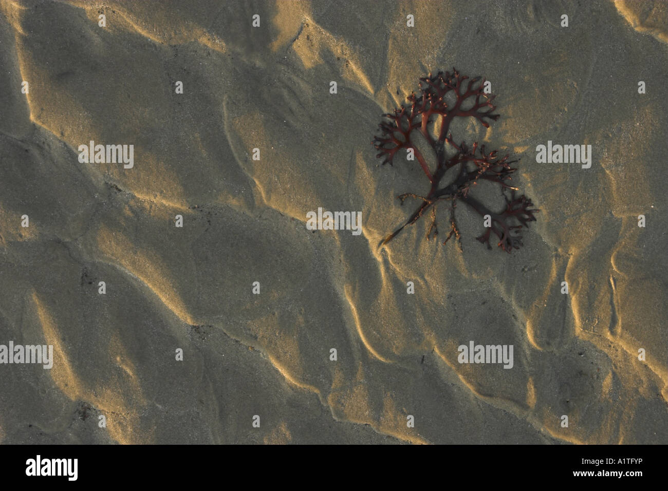 Seaweed and shapes on rippled sand Stock Photo - Alamy