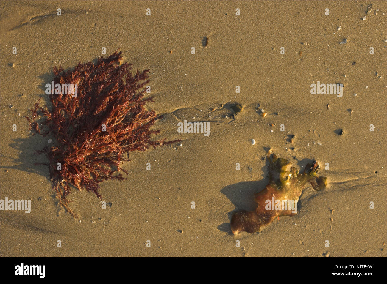 Seaweed and shapes on sand Stock Photo - Alamy