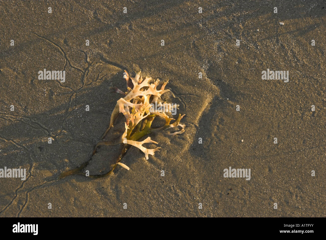 Seaweed and shapes on sand Stock Photo - Alamy