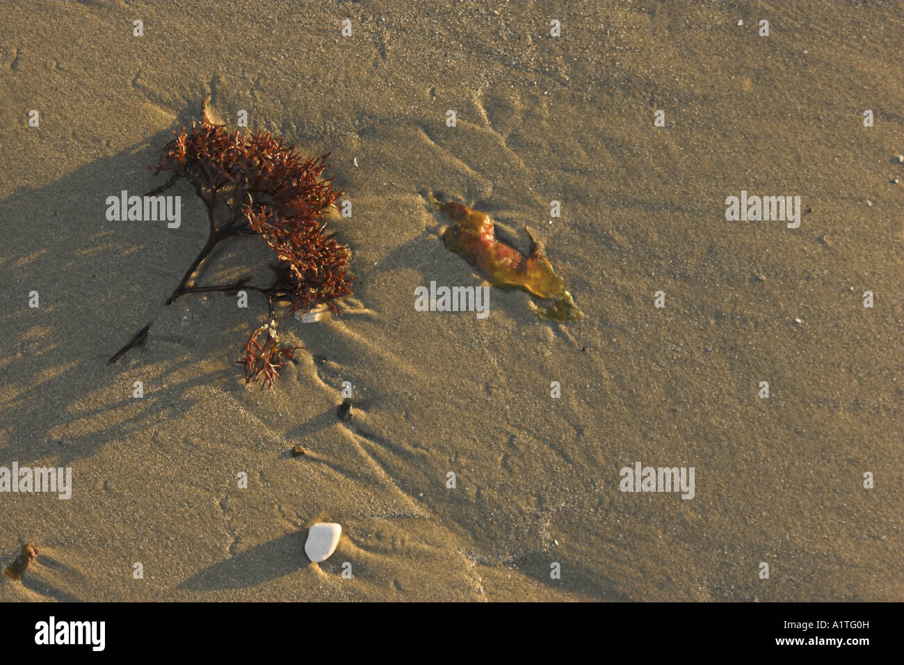 Seaweed and shapes on sand Stock Photo - Alamy