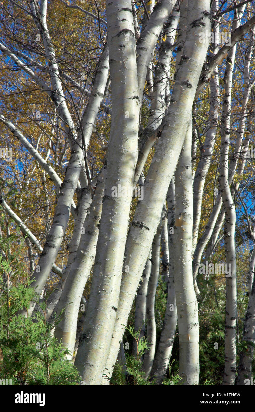 White trunks of silver birch Stock Photo - Alamy
