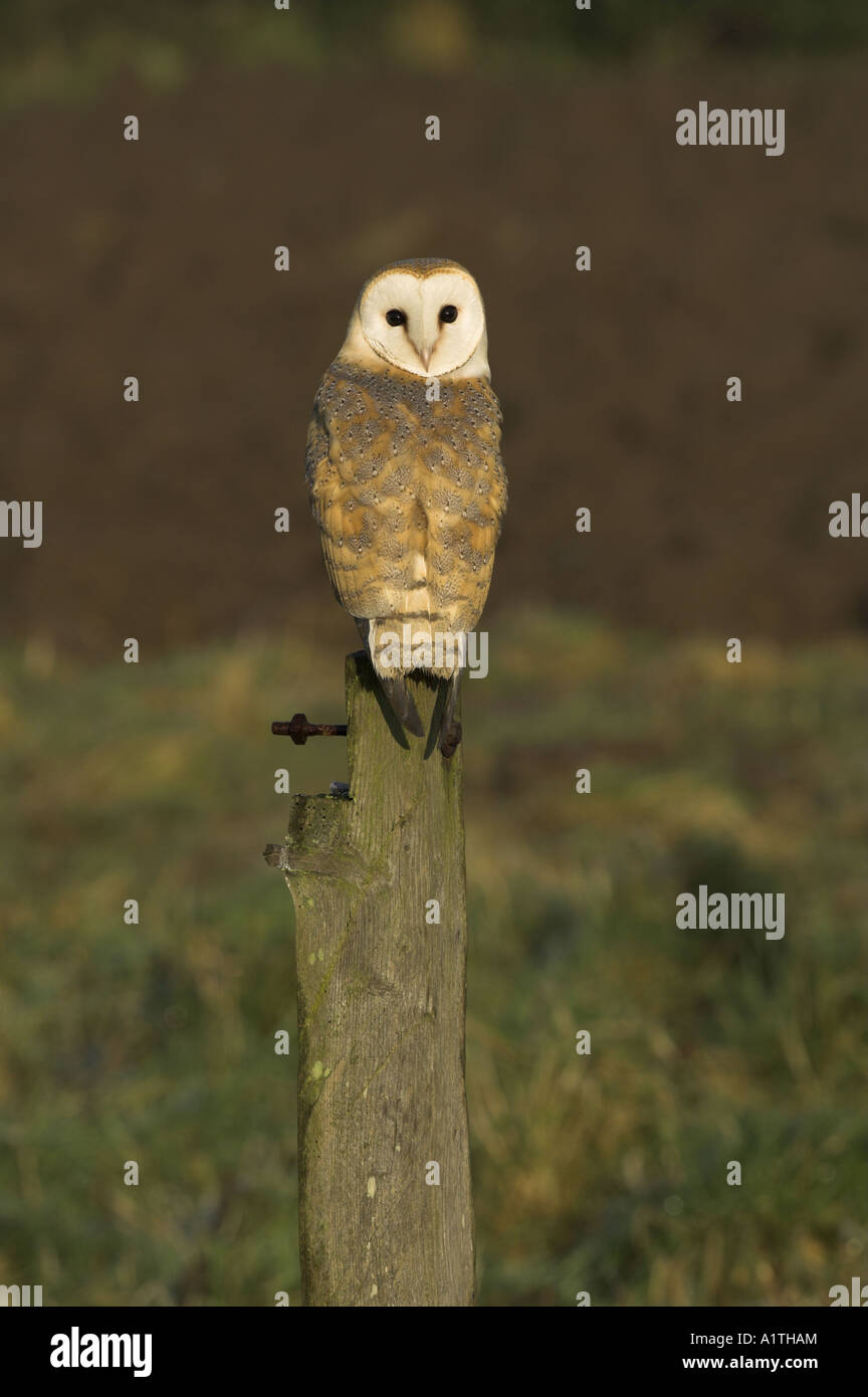Barn Owl tyto alba perched on hunting post in rough pasture Norfolk UK ...