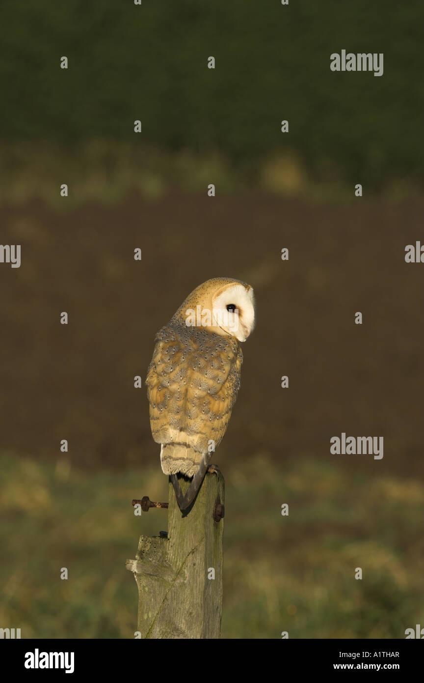 Barn Owl tyto alba perched on hunting post in rough pasture Norfolk UK ...
