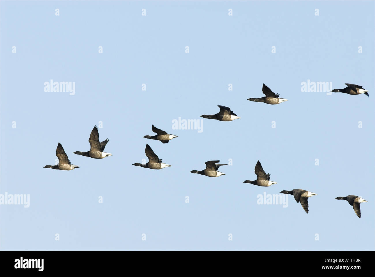 Brent geese branta bernicla small group flying in vee formation Norfolk ...