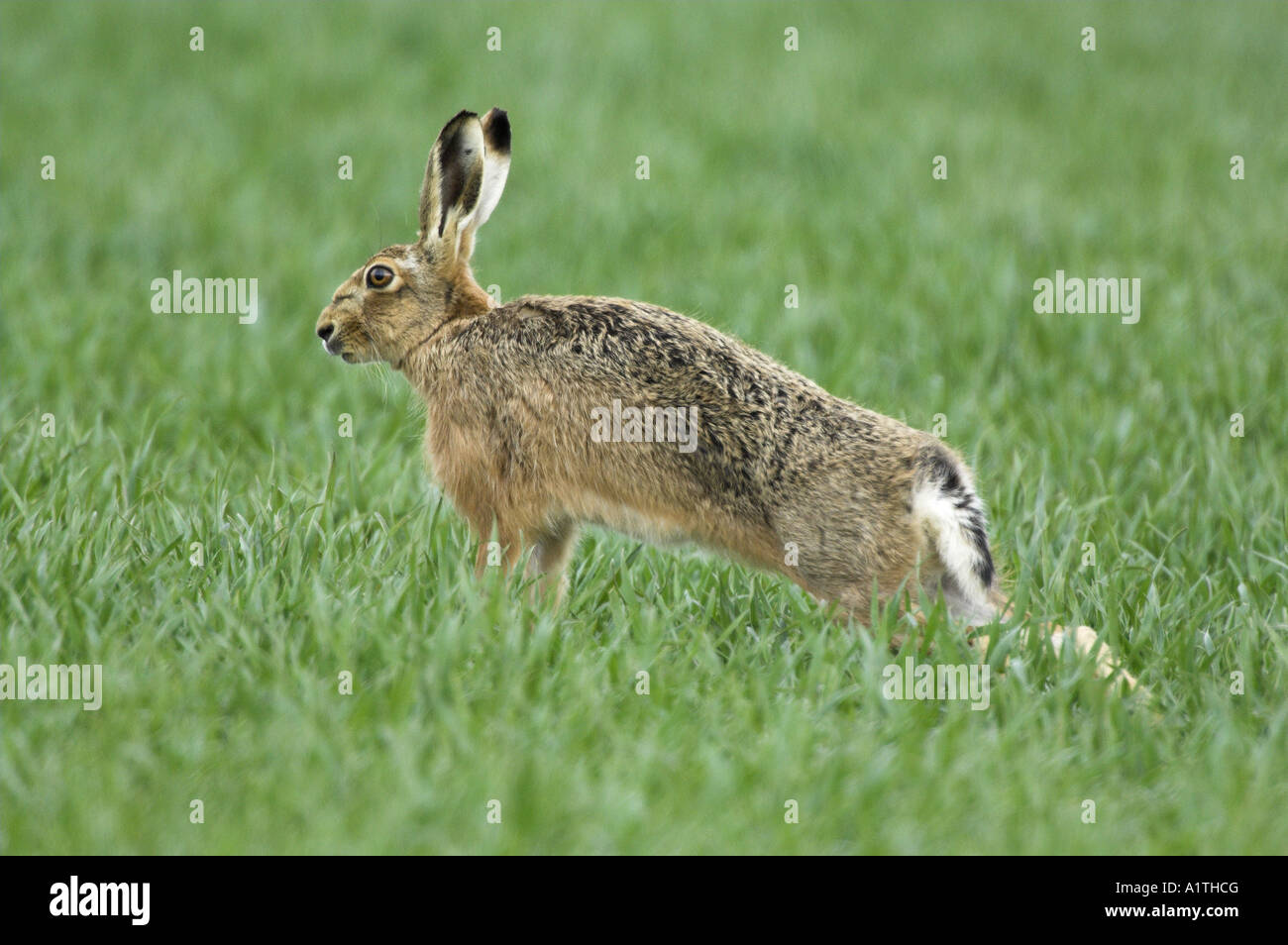 Brown Hare stretching out of form on winter wheat Norfolk UK Stock ...