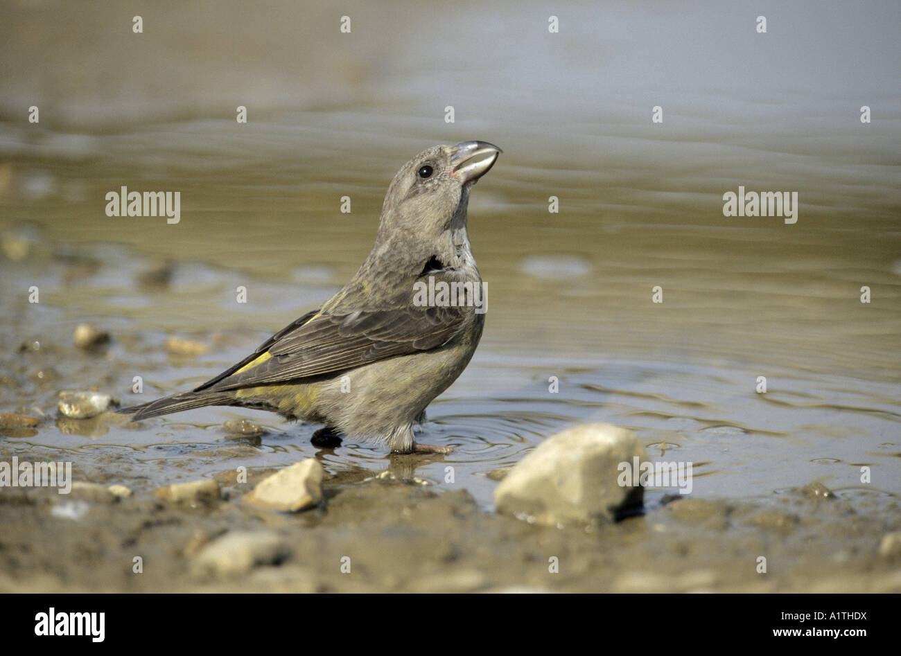 Female crossbill uk hi-res stock photography and images - Alamy