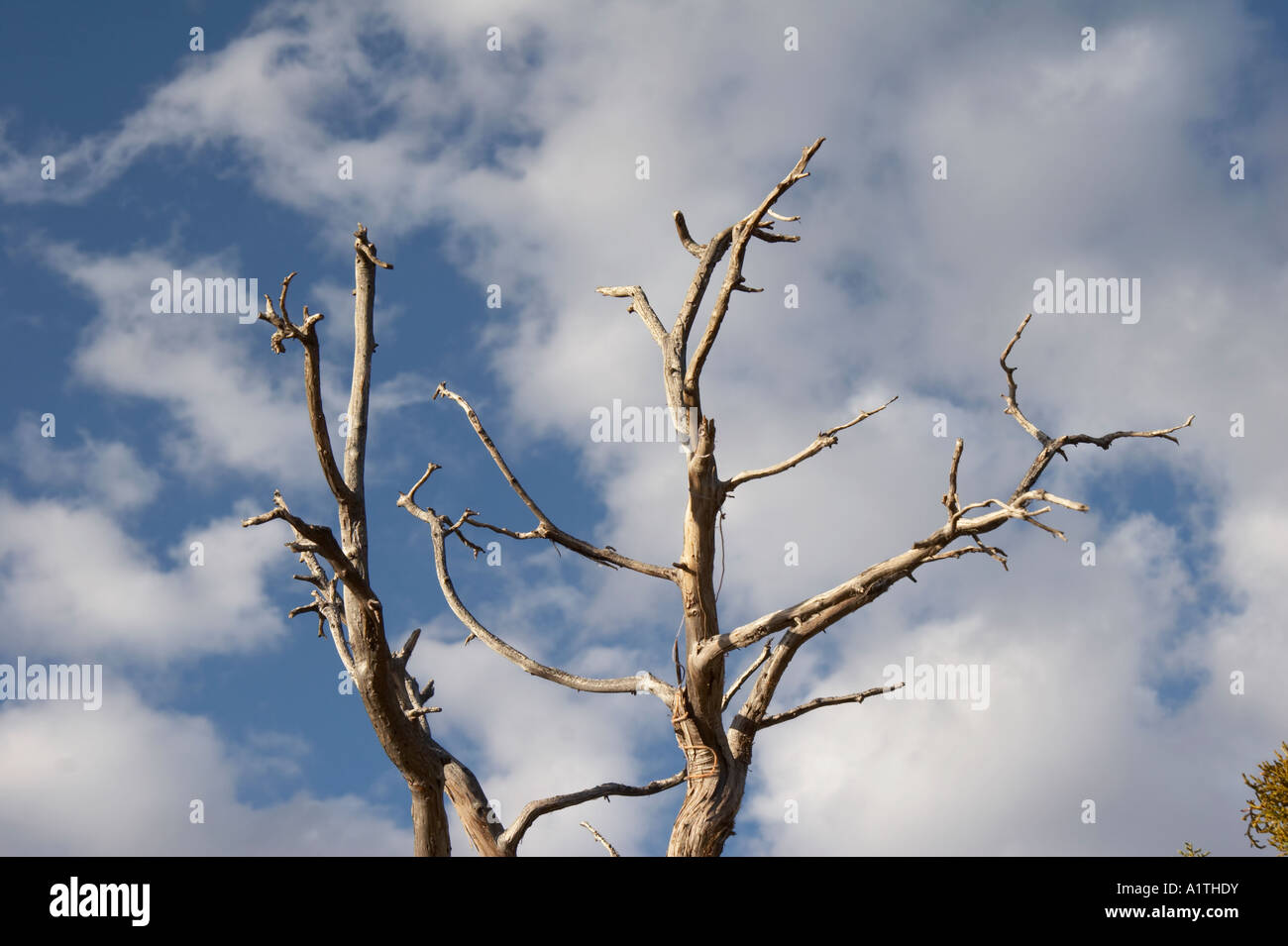 Dead branches, blue cloudy sky Stock Photo - Alamy