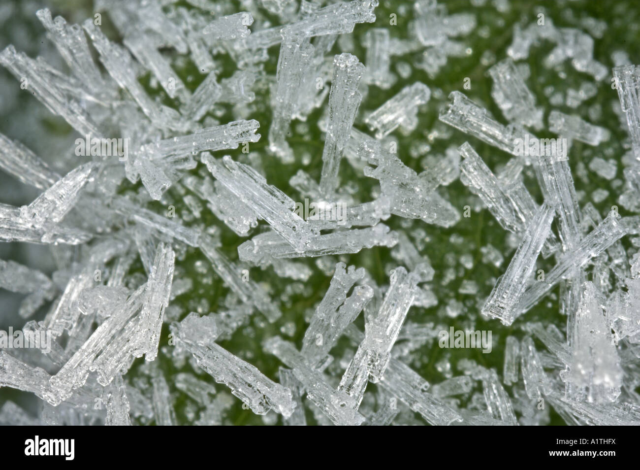 Ice crystals on vegetation in frosty weather Stock Photo - Alamy