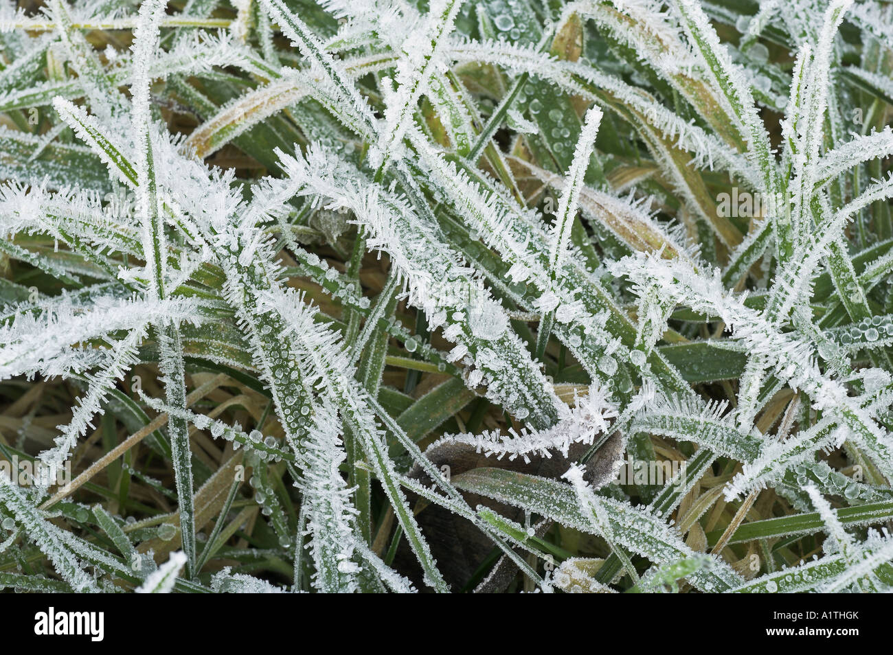 Ice crystals on grass in frosty weather Stock Photo - Alamy