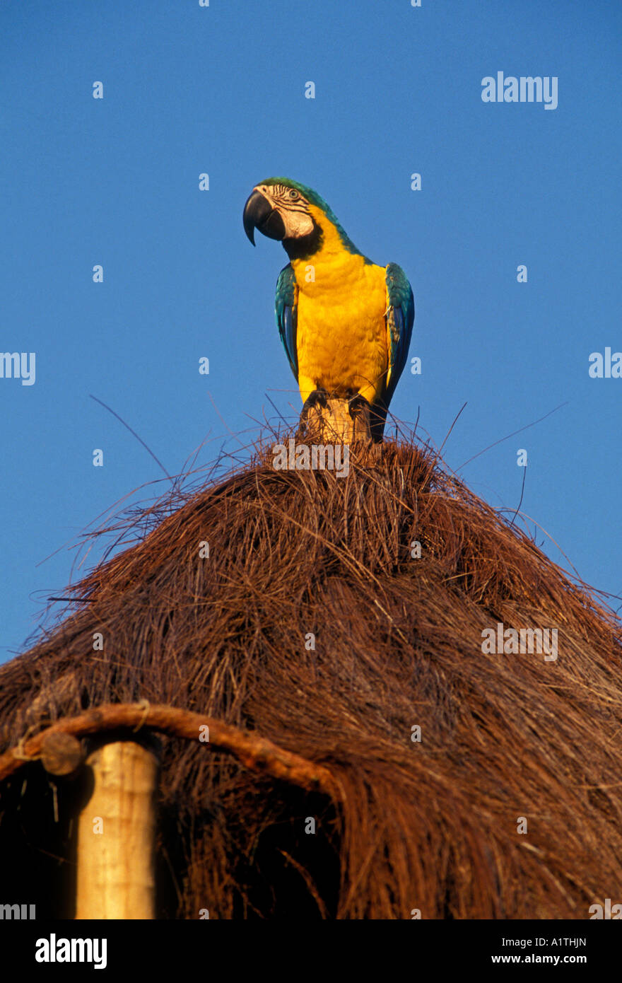 Manaus brazil birds hi-res stock photography and images - Alamy