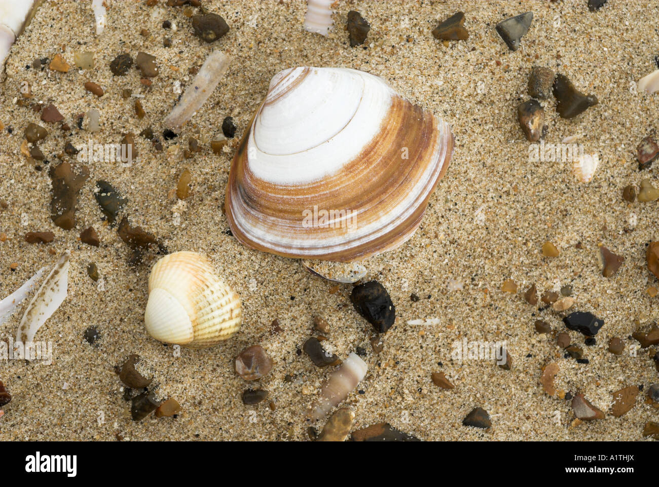 Abstract study of shells on beach UK Stock Photo - Alamy