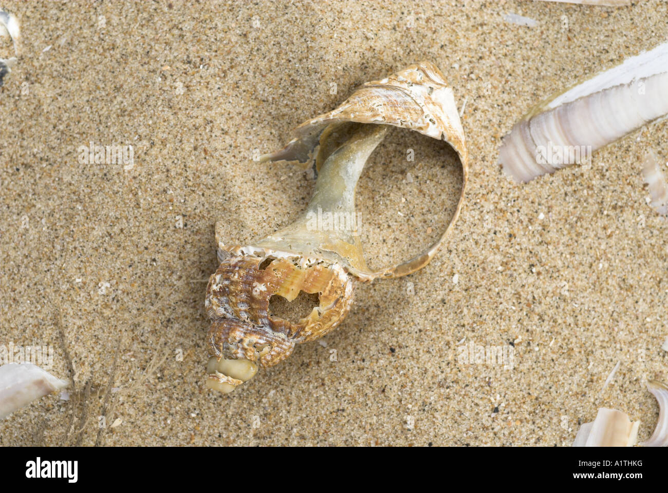 Abstract study of whelk shell on beach UK Stock Photo - Alamy