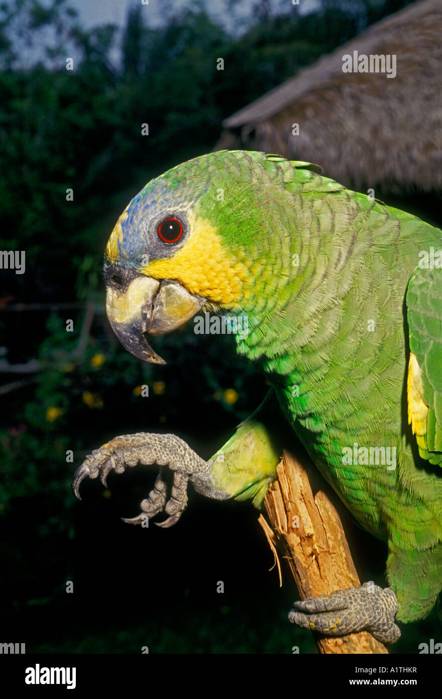Green parrot, Green parrots, Amazon Village Jungle Lodge, Puraquequara ...
