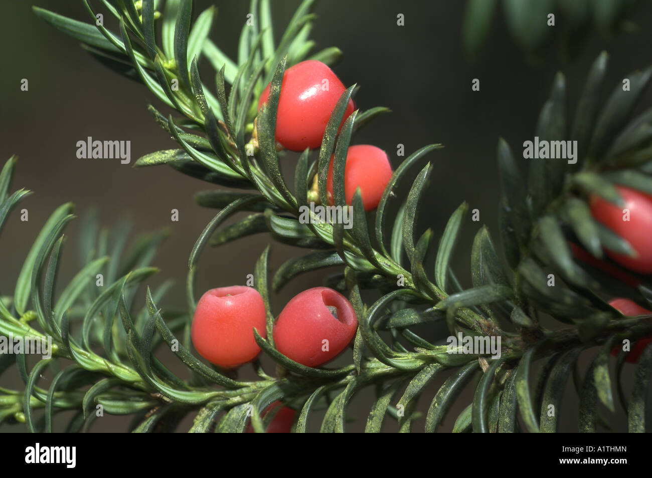 Yew berries taxus baccata Stock Photo - Alamy