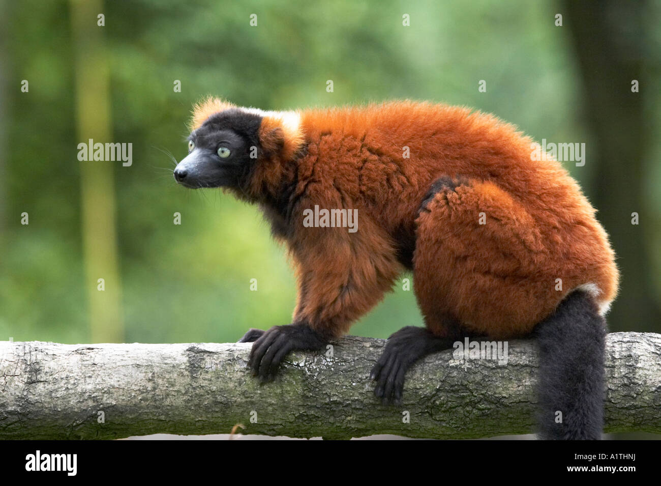 Single red ruffed lemur hi-res stock photography and images - Alamy