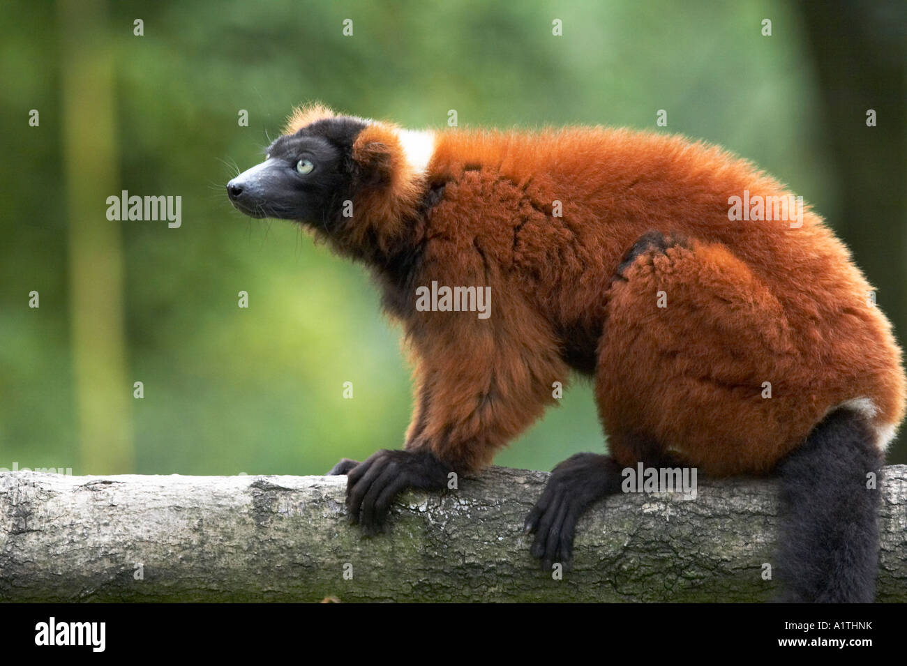 Red ruffed lemur Stock Photo - Alamy