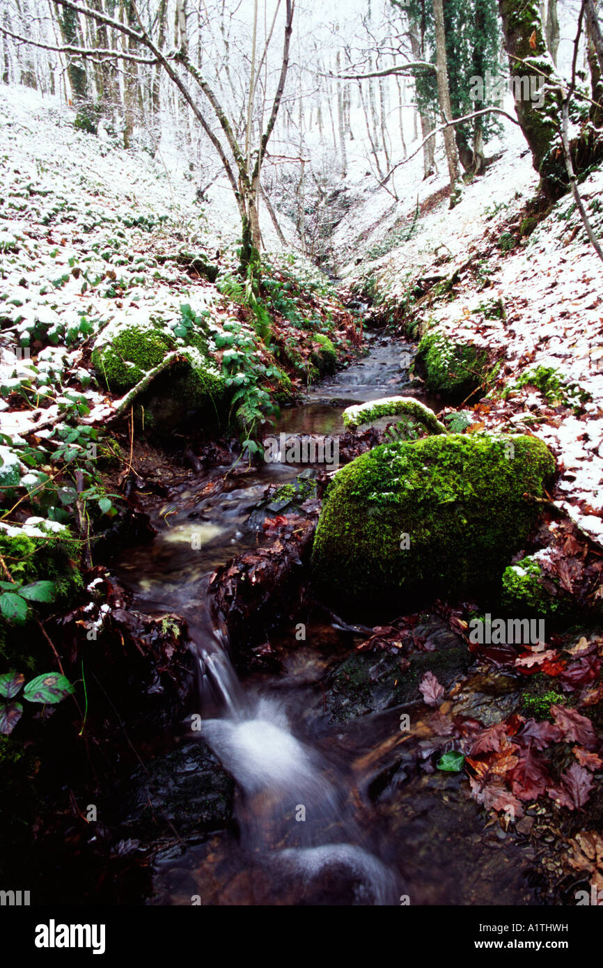 Woodland stream in powys hi-res stock photography and images - Alamy