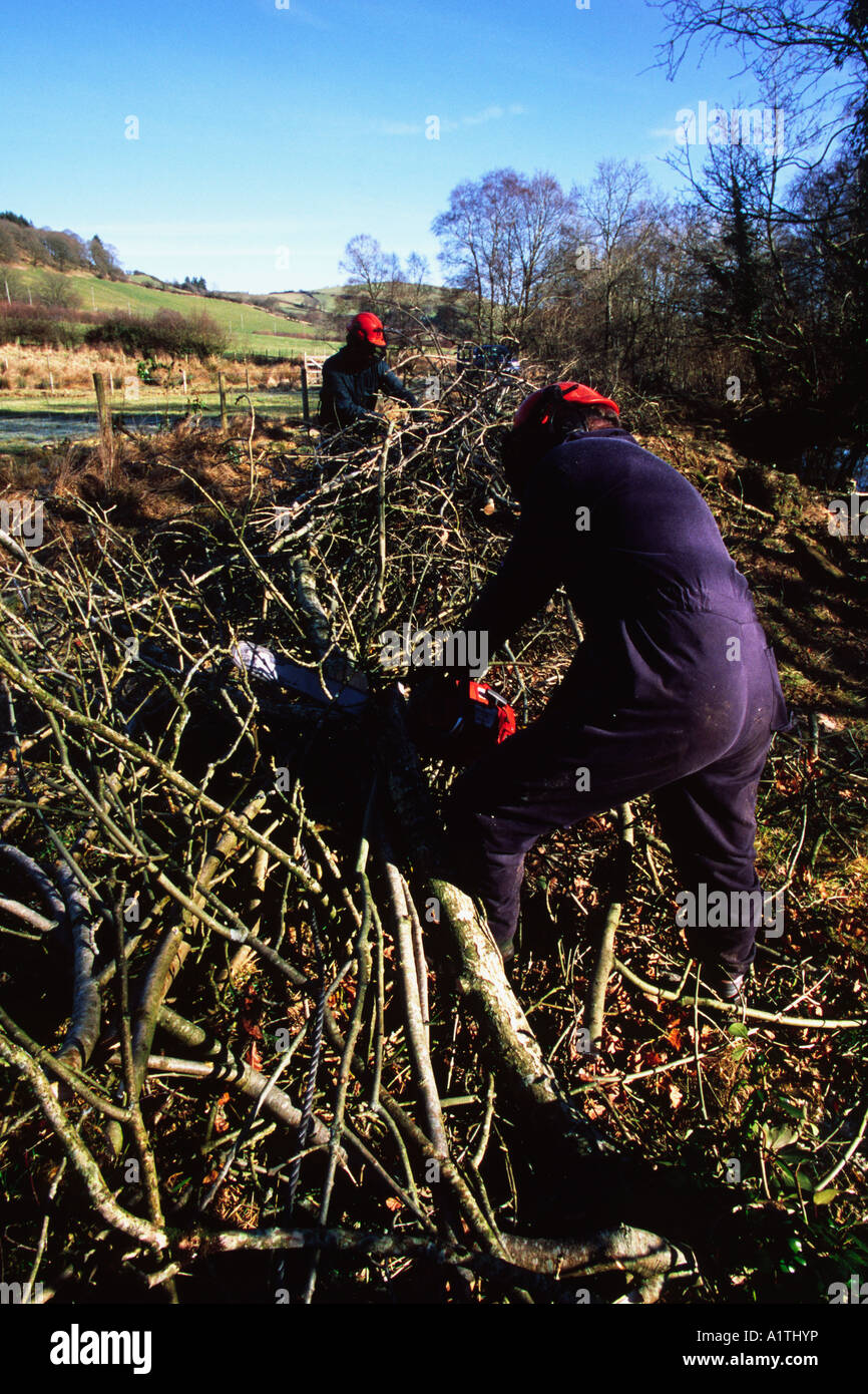 Contractor with a chainsaw coppicing riverside trees Stock Photo - Alamy