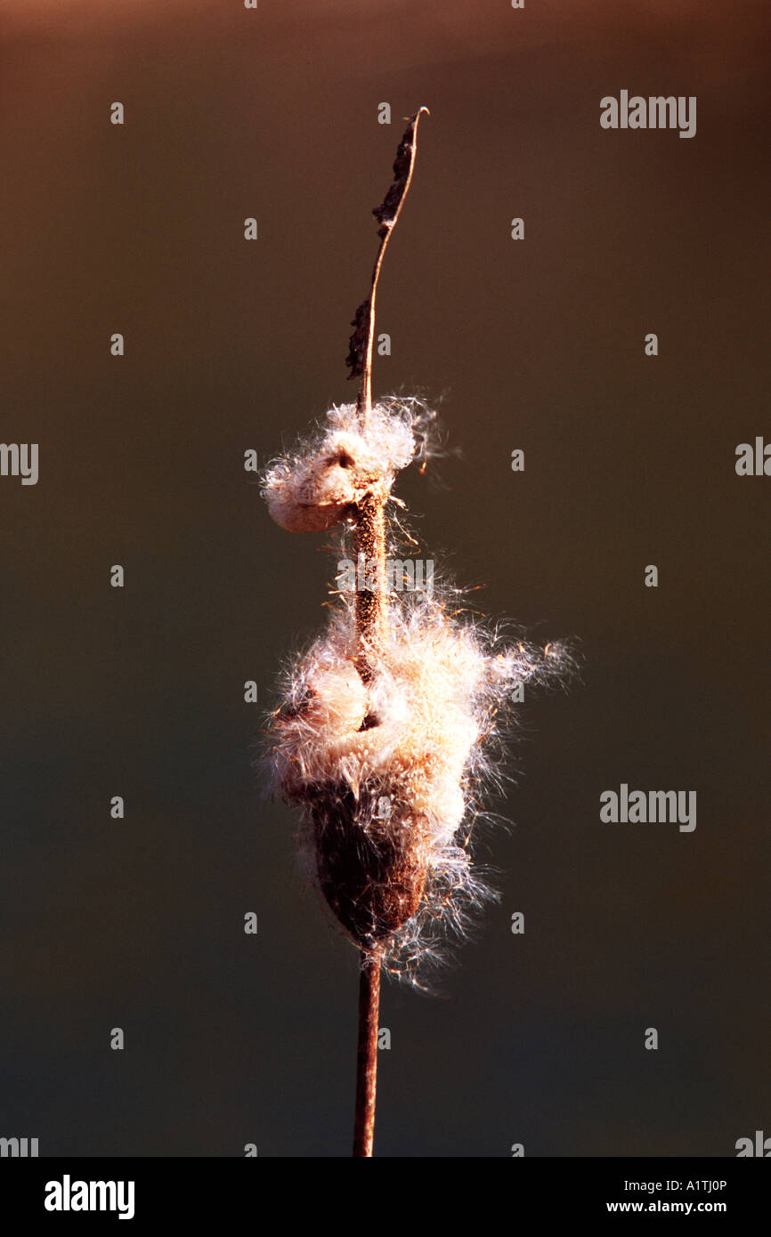 Seedhead of Lesser Bulrush or Reedmace (Typha angustifolia) shedding ...