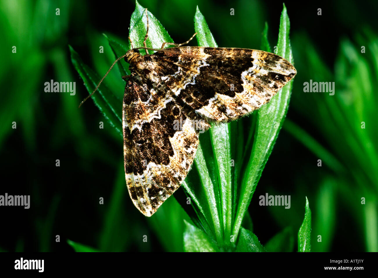 One moth hi-res stock photography and images - Alamy