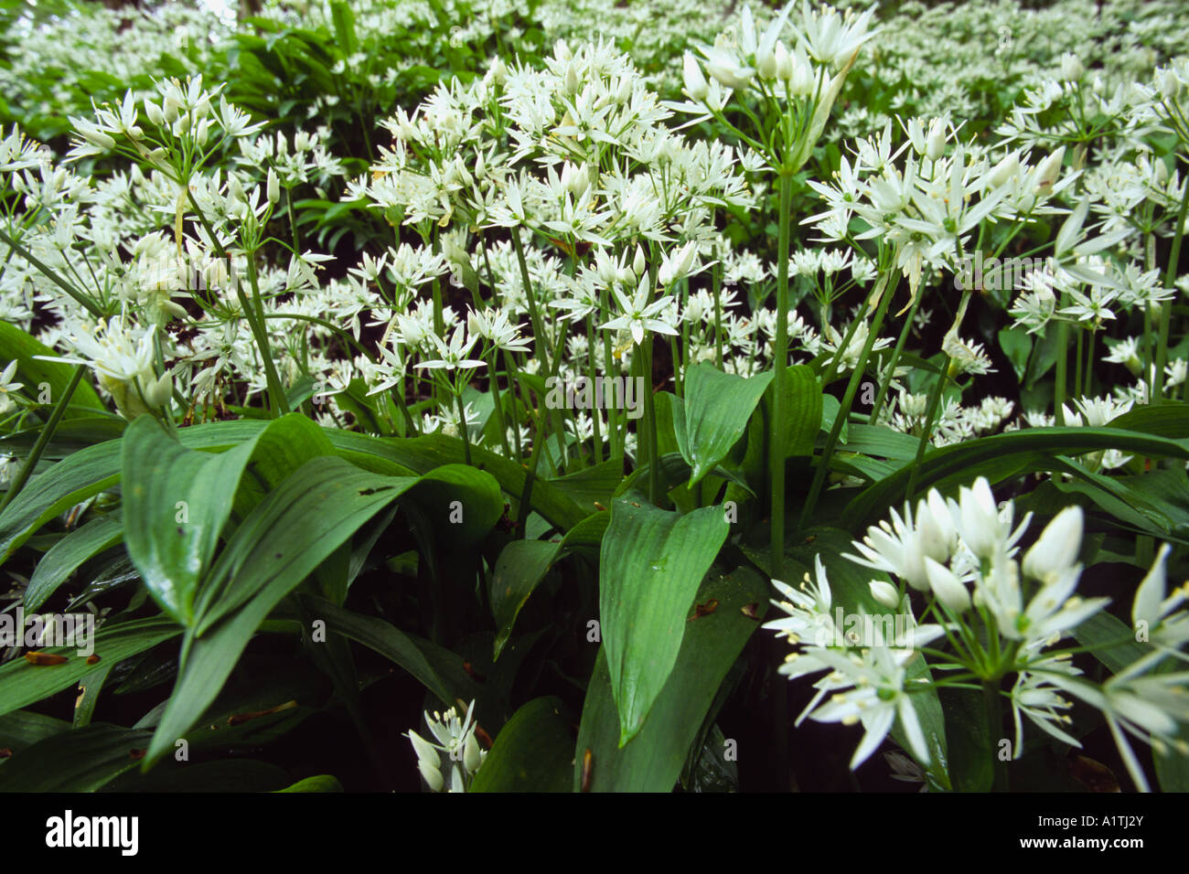 Ramsons or Wild Garlic (Allium ursinum) flowering in damp coppice ...