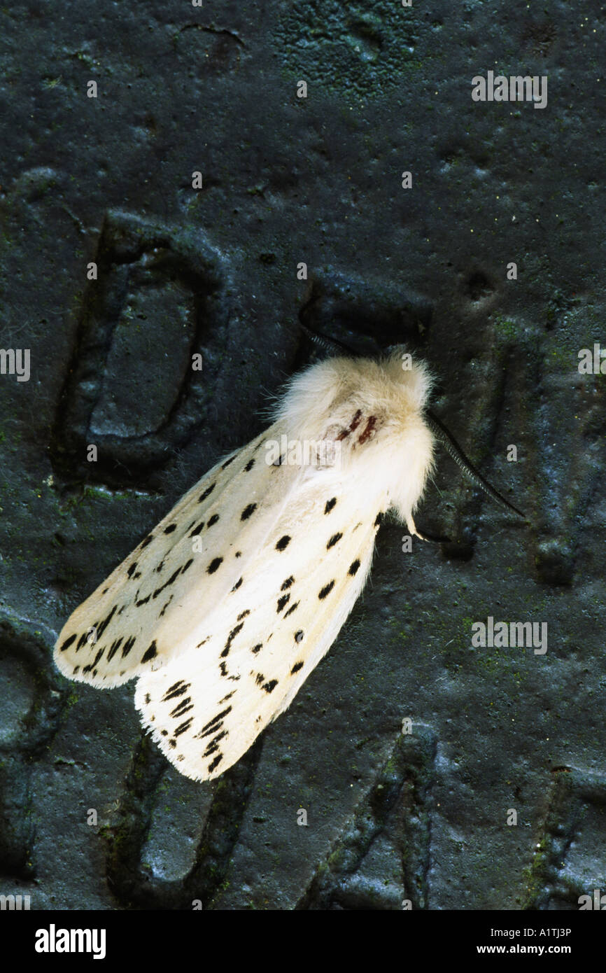 White Ermine Moth Poisonous To Humans