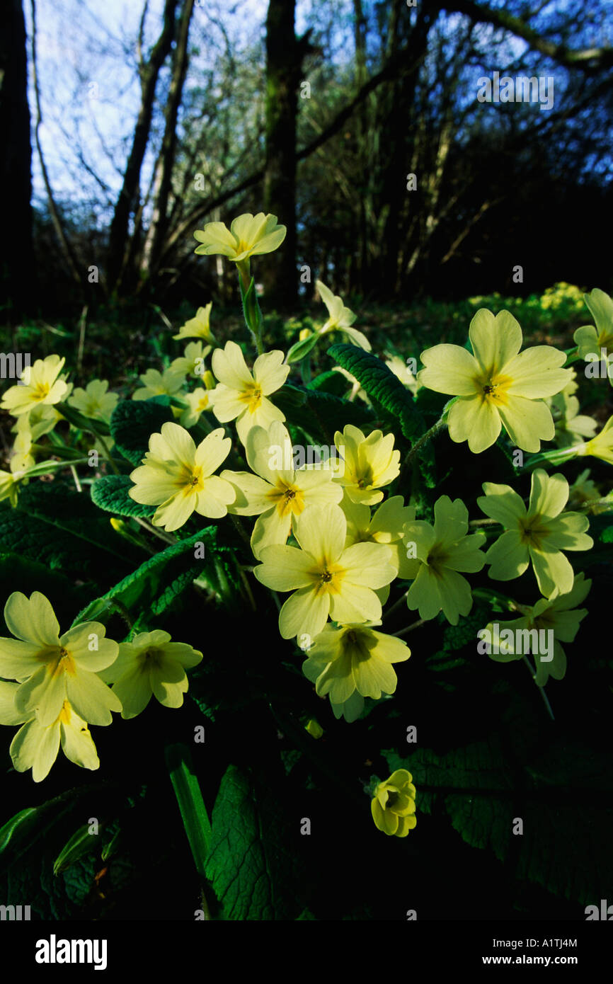 Primrose (Primula vulgaris) flowering in coppice woodland. Powys, Wales ...