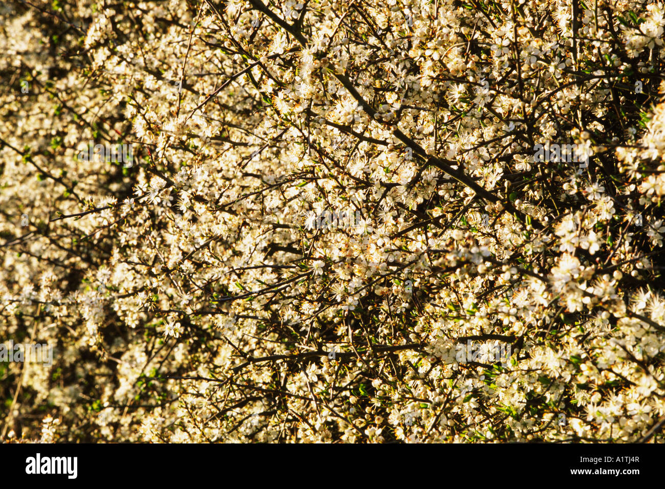 Blackthorn (Prunus spinosa) hedge flowering on an Organic farm. Powys ...