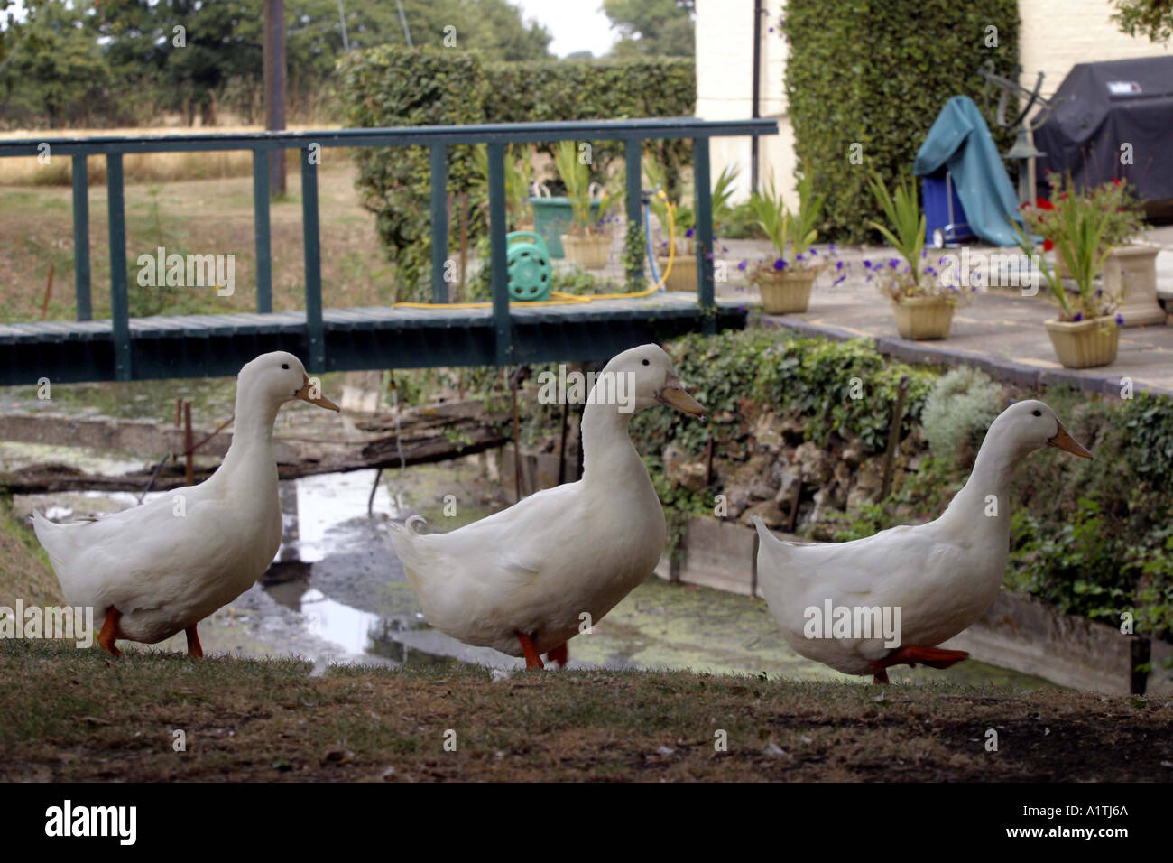 three white ducks walking in a line Stock Photo - Alamy