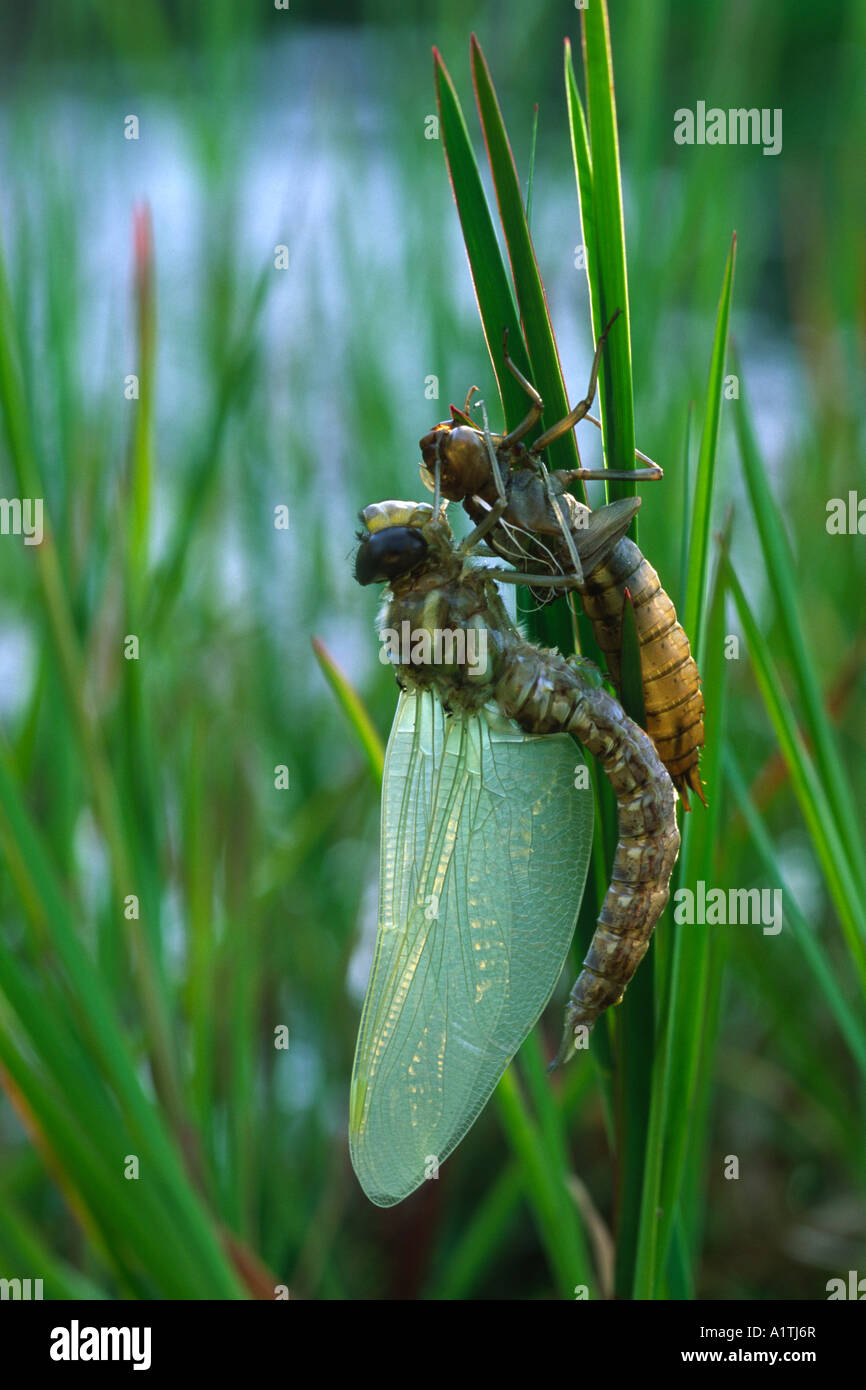 Common Hawker dragonfly (Aeshna juncea) Adult expanding wings. It has ...
