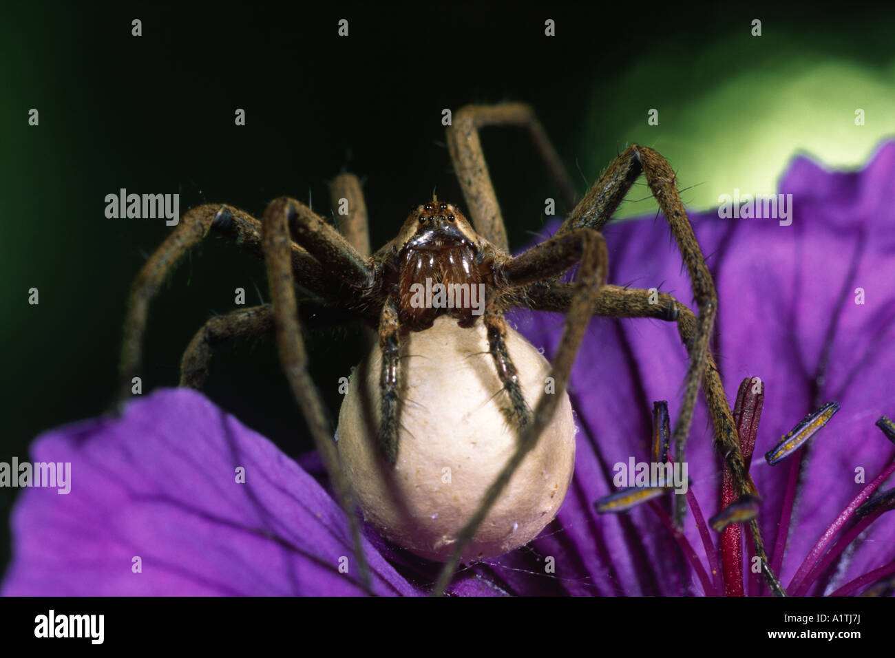 Female Nursery-web Spider (Pisaura mirabilis). Carrying her egg batch ...