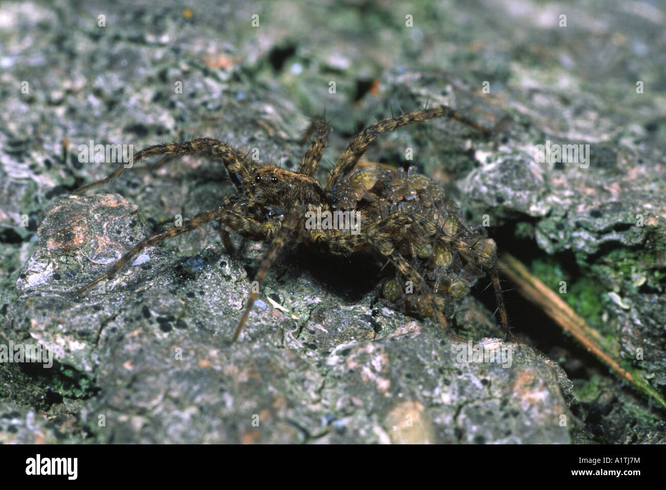 Female Wolf Spider (Pardosa sp.) Carrying her newly hatched young on ...
