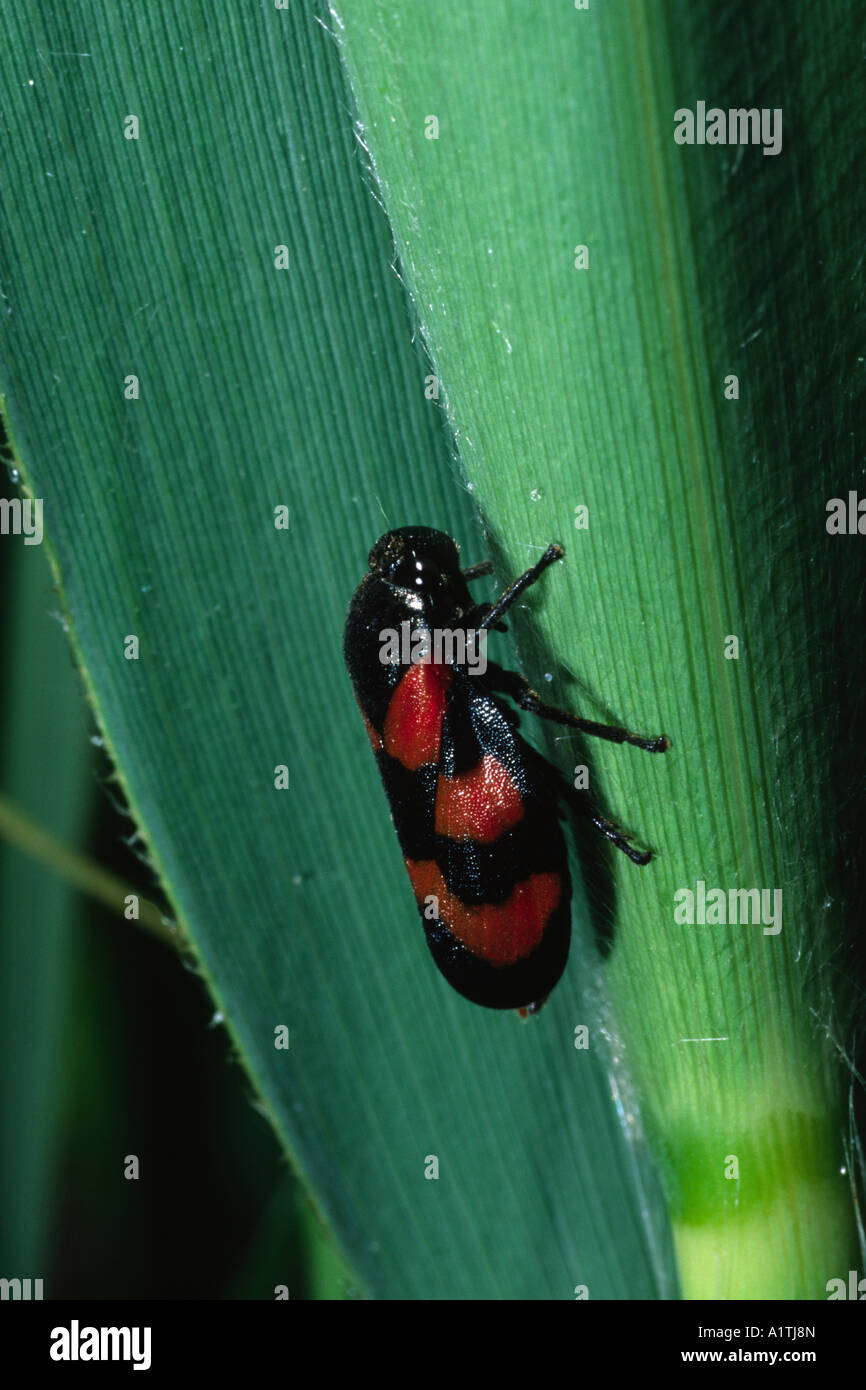 Adult hopper hi-res stock photography and images - Alamy