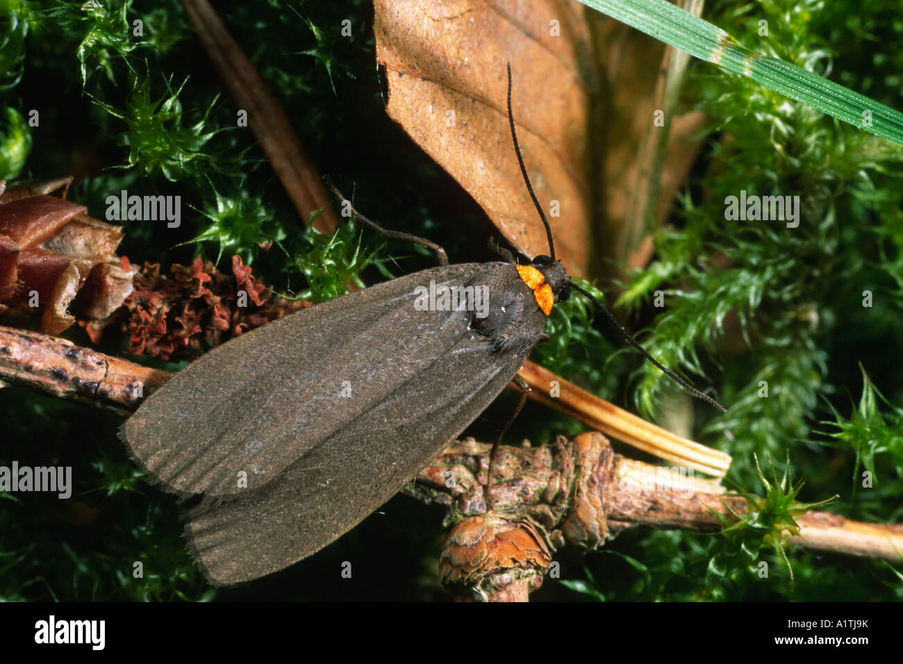 Red-necked Footman moth (Atolmis rubricollis). Amongst debris on a ...