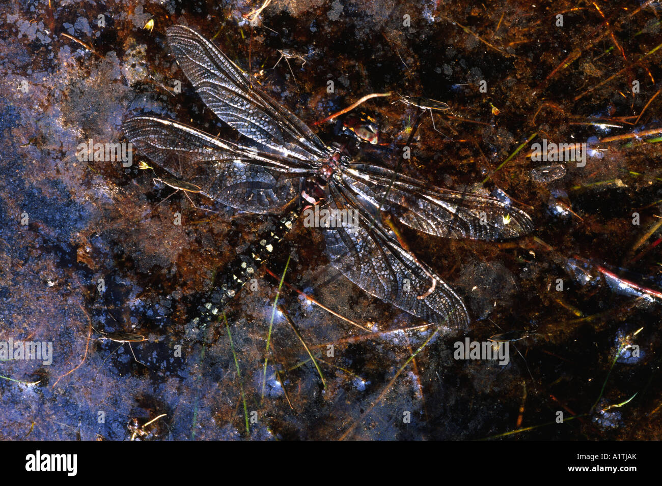 Common Hawker Dragonfly (Aeshna juncea) female drowned in a bog pool ...