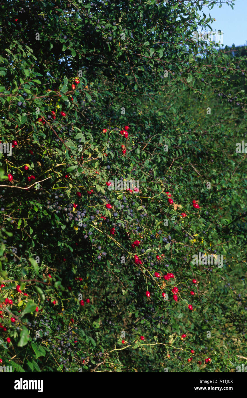 Rosehips of Sherard's Downy Rose (Rosa sherardii) and Sloes, the fruits ...